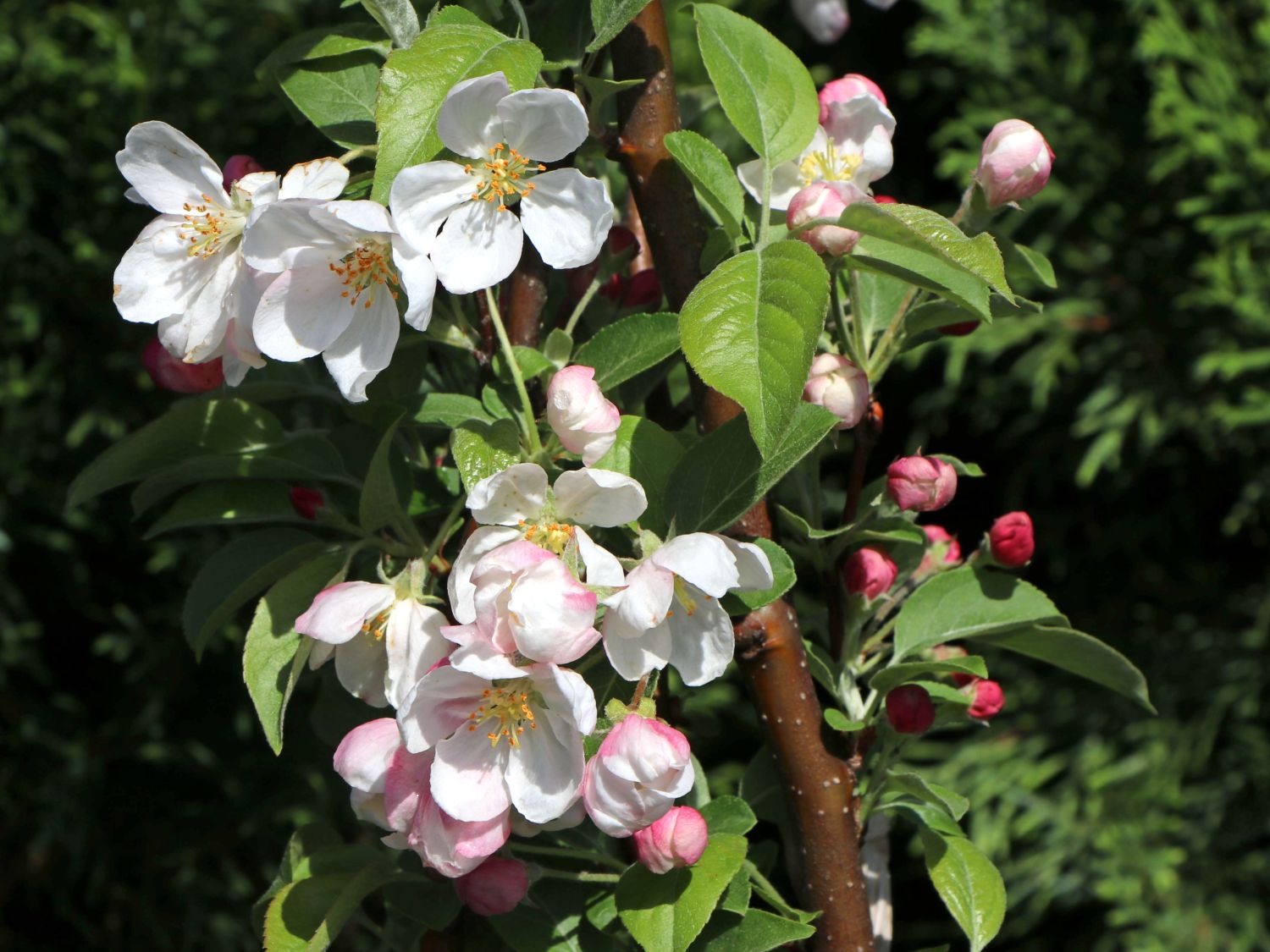 Zierapfel 'Evereste' - Malus 'Evereste' - Baumschule Horstmann