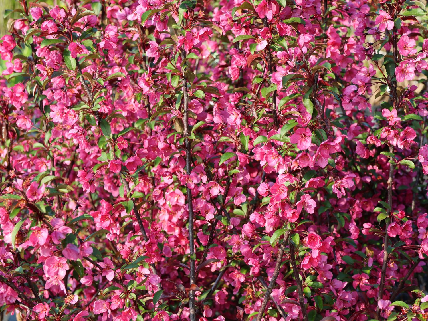 Zierapfel 'Prairie Fire' - Malus 'Prairie Fire' - Baumschule Horstmann