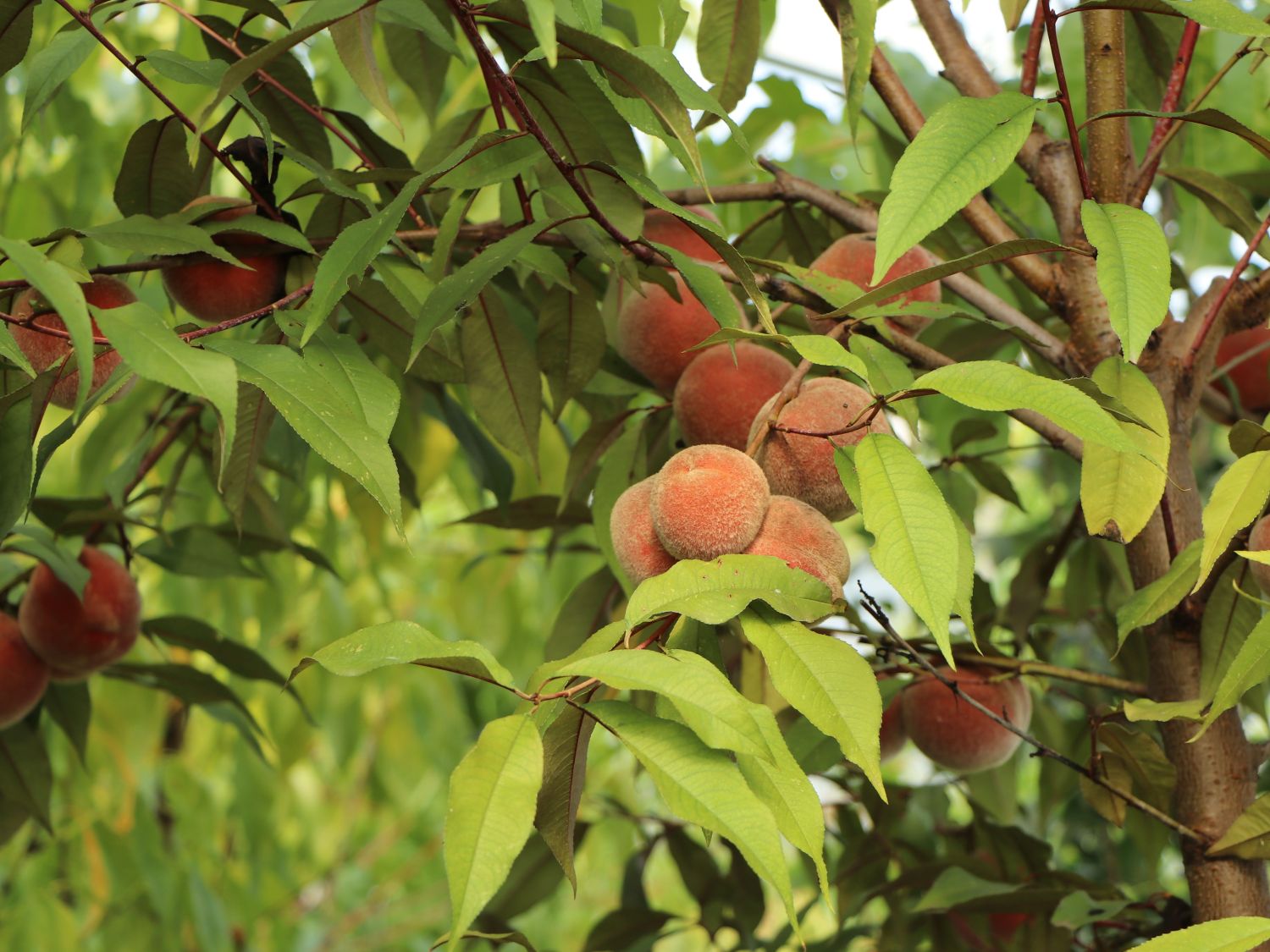 Zierpfirsich 'Rubira' - Prunus persica 'Rubira' - Baumschule Horstmann