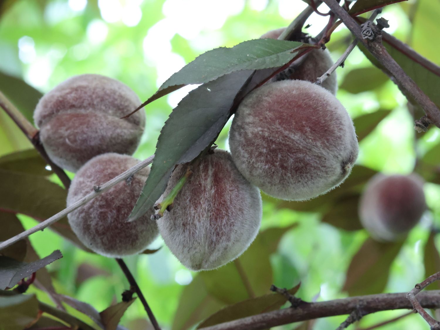 Zierpfirsich 'Rubira' - Prunus persica 'Rubira' - Baumschule Horstmann