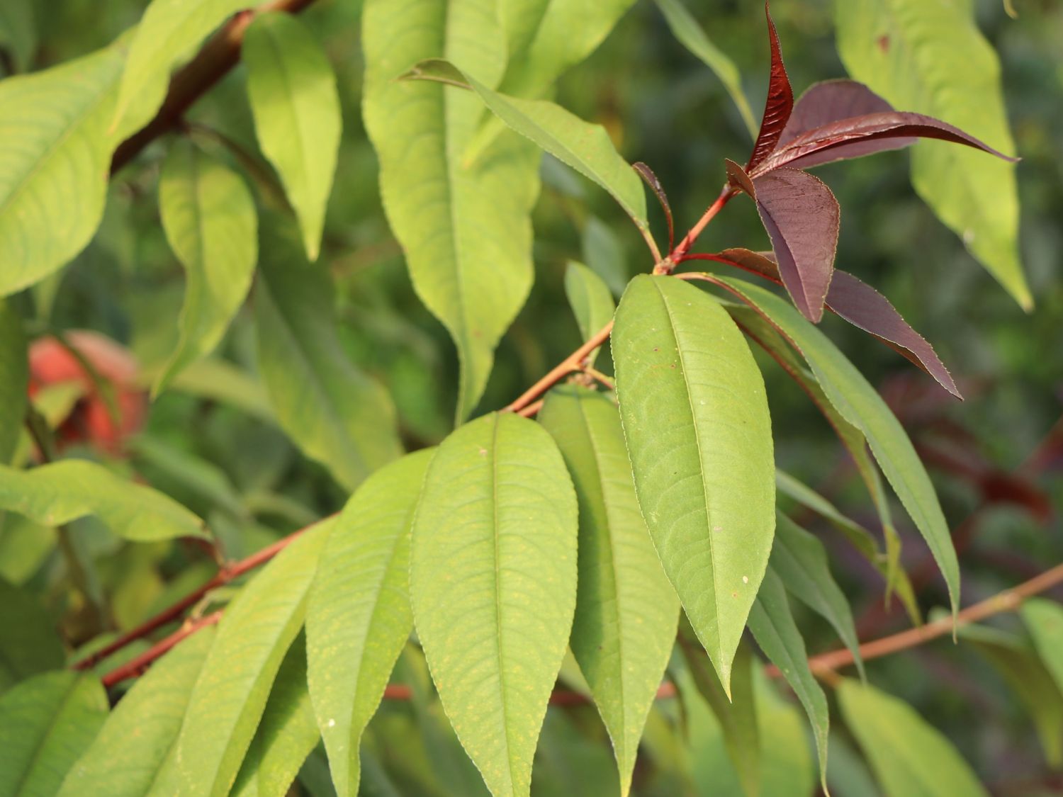 Zierpfirsich 'Rubira' - Prunus persica 'Rubira' - Baumschule Horstmann