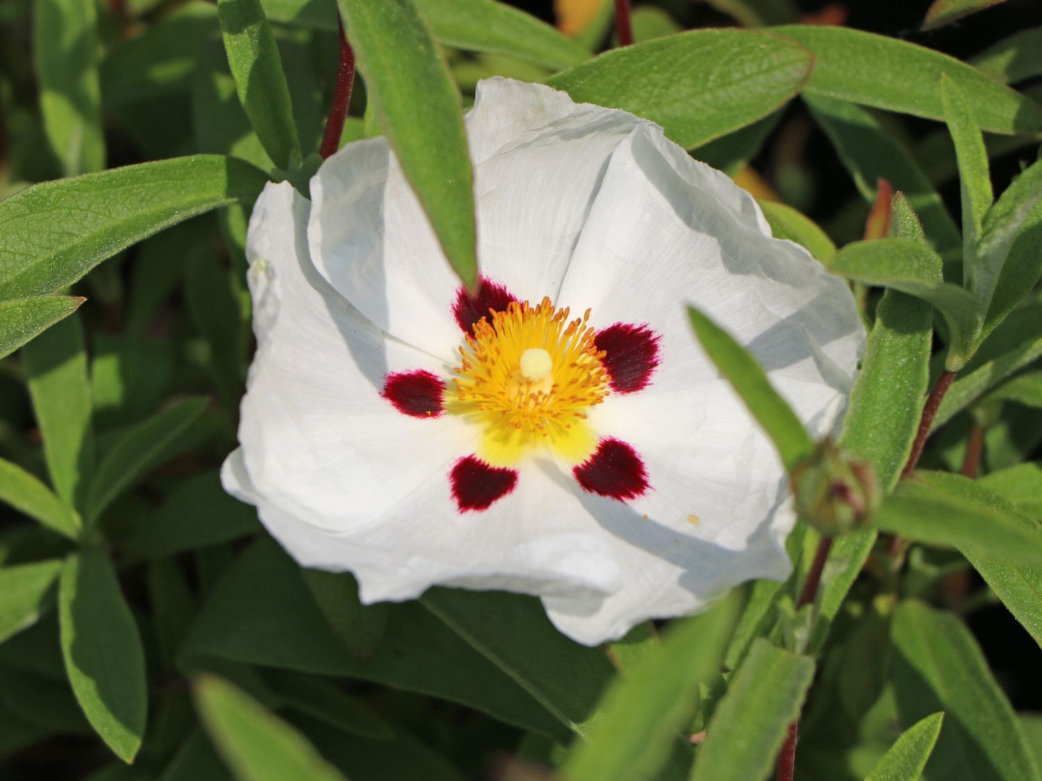 Zistrose 'Alan Fradd' - Cistus purpureus 'Alan Fradd' - Baumschule ...
