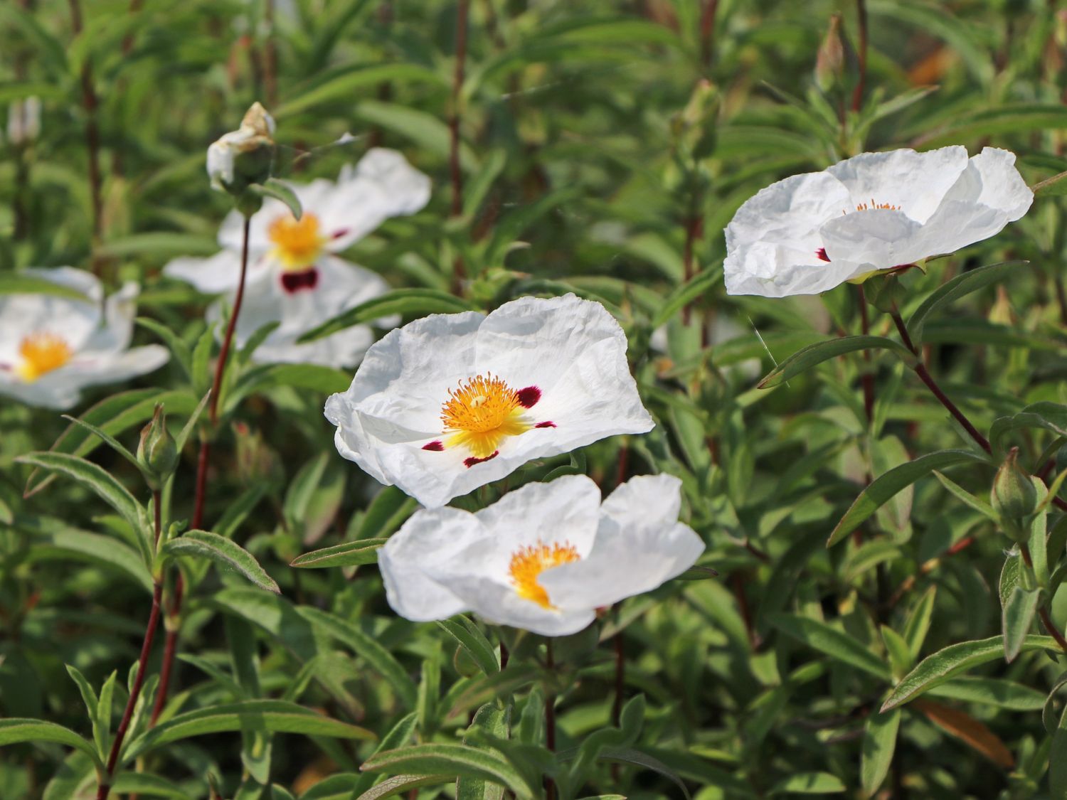 Zistrose 'Alan Fradd' - Cistus purpureus 'Alan Fradd' - Baumschule ...