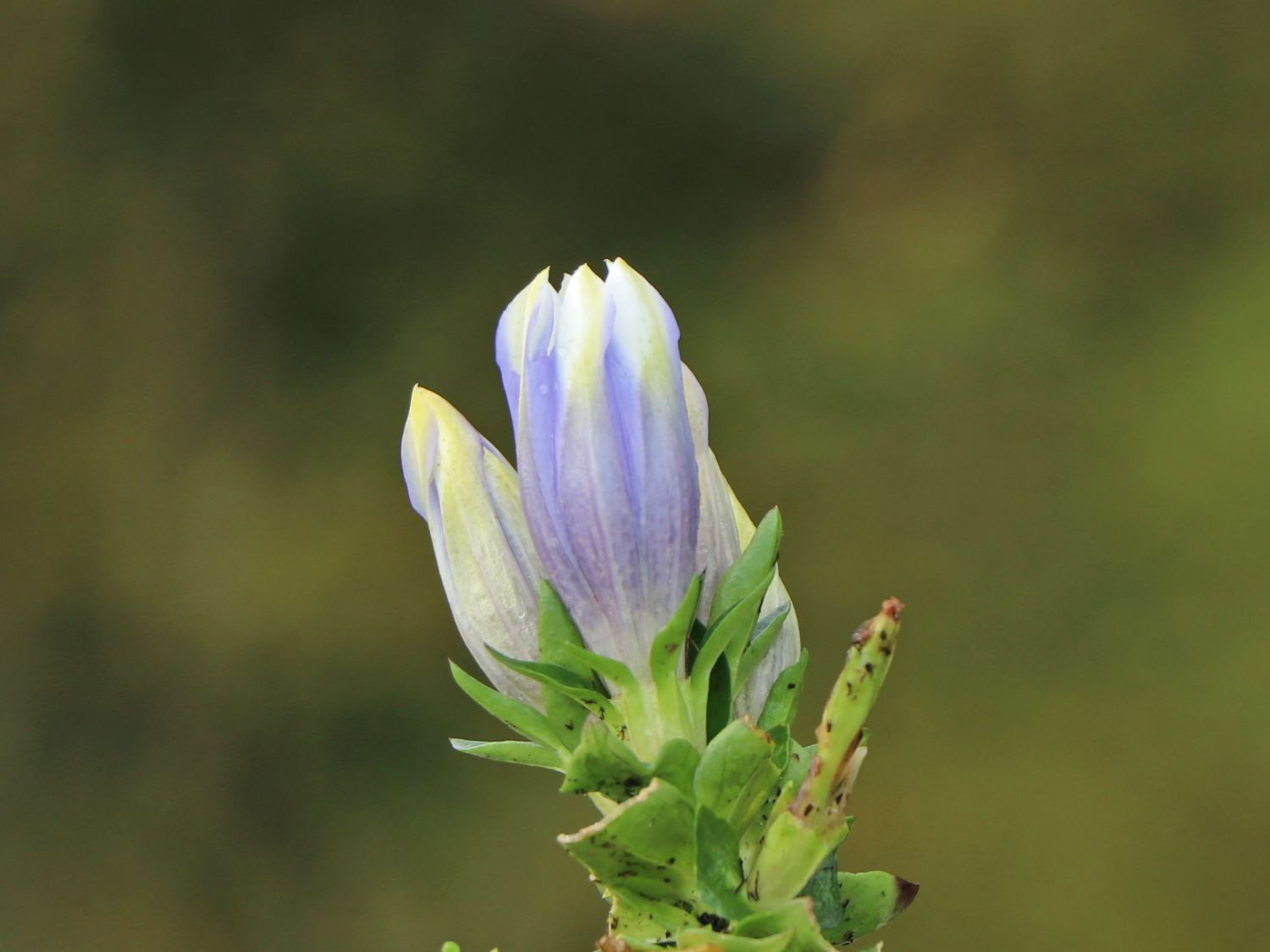 Enziane (Gentiana) - Infos & Pflanzen dieser Gattung