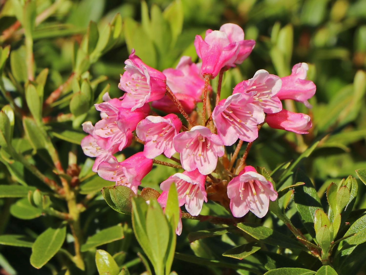 Zwerg-Rhododendron 'Bloombux' ® (Magenta) - Rhododendron micranthum ...