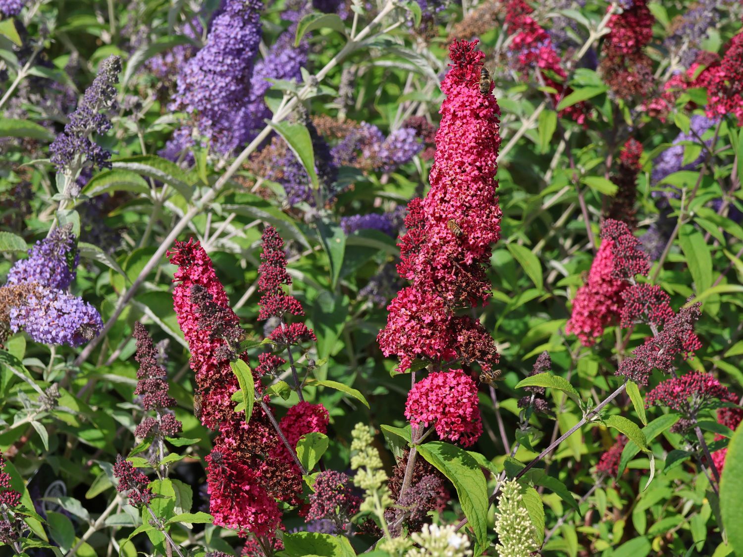 Zwerg-Schmetterlingsflieder 'Prince Charming' - Buddleja davidii ...