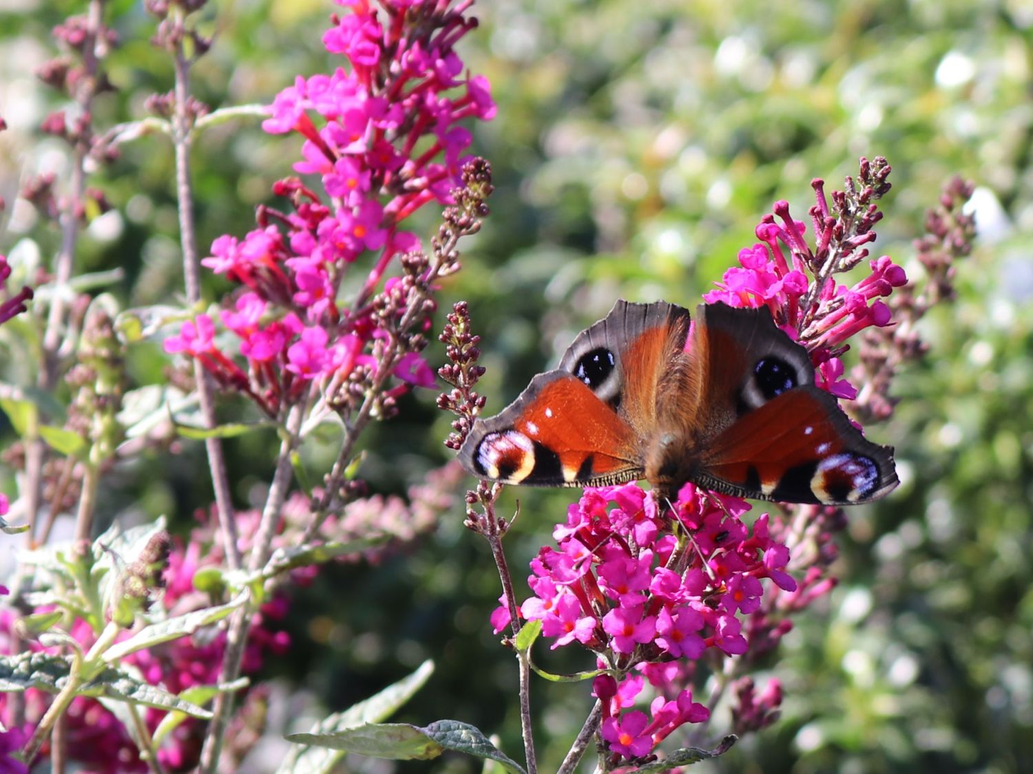 Zwerg-Sommerflieder / Schmetterlingsstrauch 'BUZZ ® Hot Raspberry ...