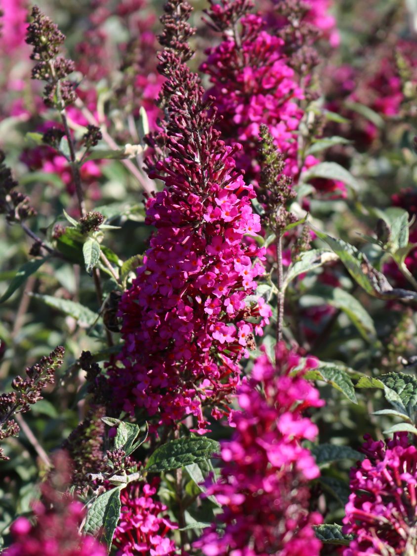 Zwerg-Sommerflieder / Schmetterlingsstrauch 'BUZZ ® Hot Raspberry ...