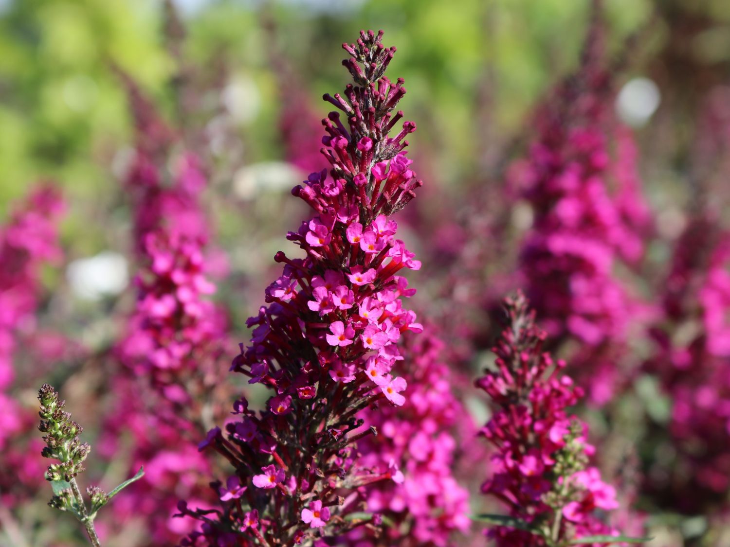 Zwerg-Sommerflieder / Schmetterlingsstrauch 'BUZZ ® Hot Raspberry ...