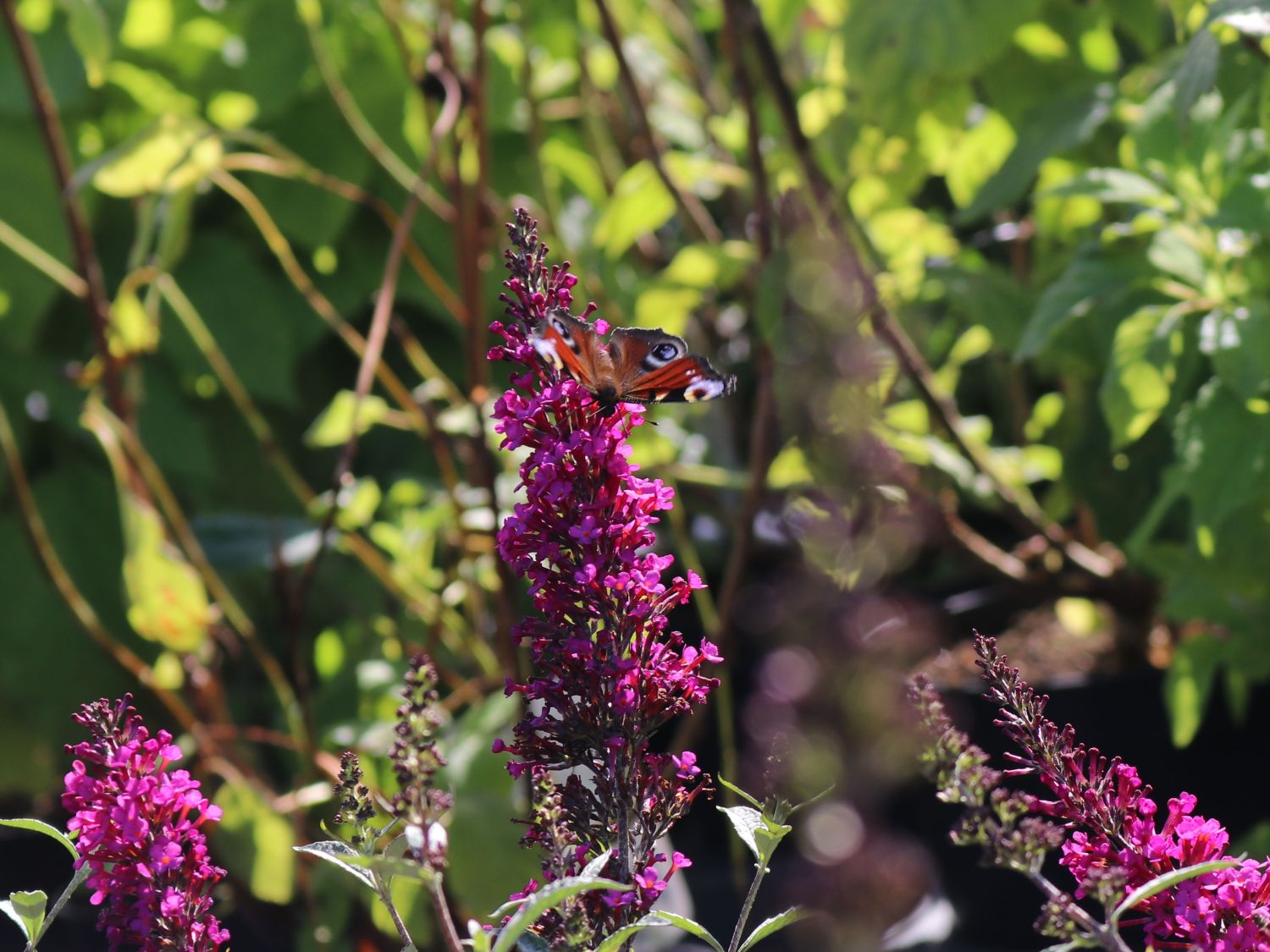 Zwerg-Sommerflieder / Schmetterlingsstrauch 'BUZZ ® Hot Raspberry ...