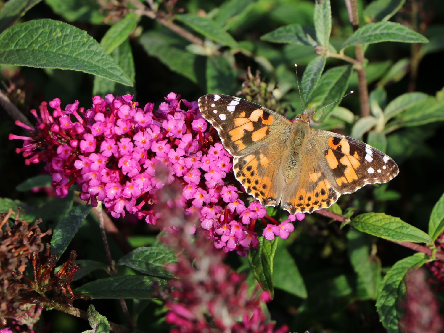 Zwerg-Sommerflieder / Schmetterlingsstrauch 'BUZZ ® Hot Raspberry ...