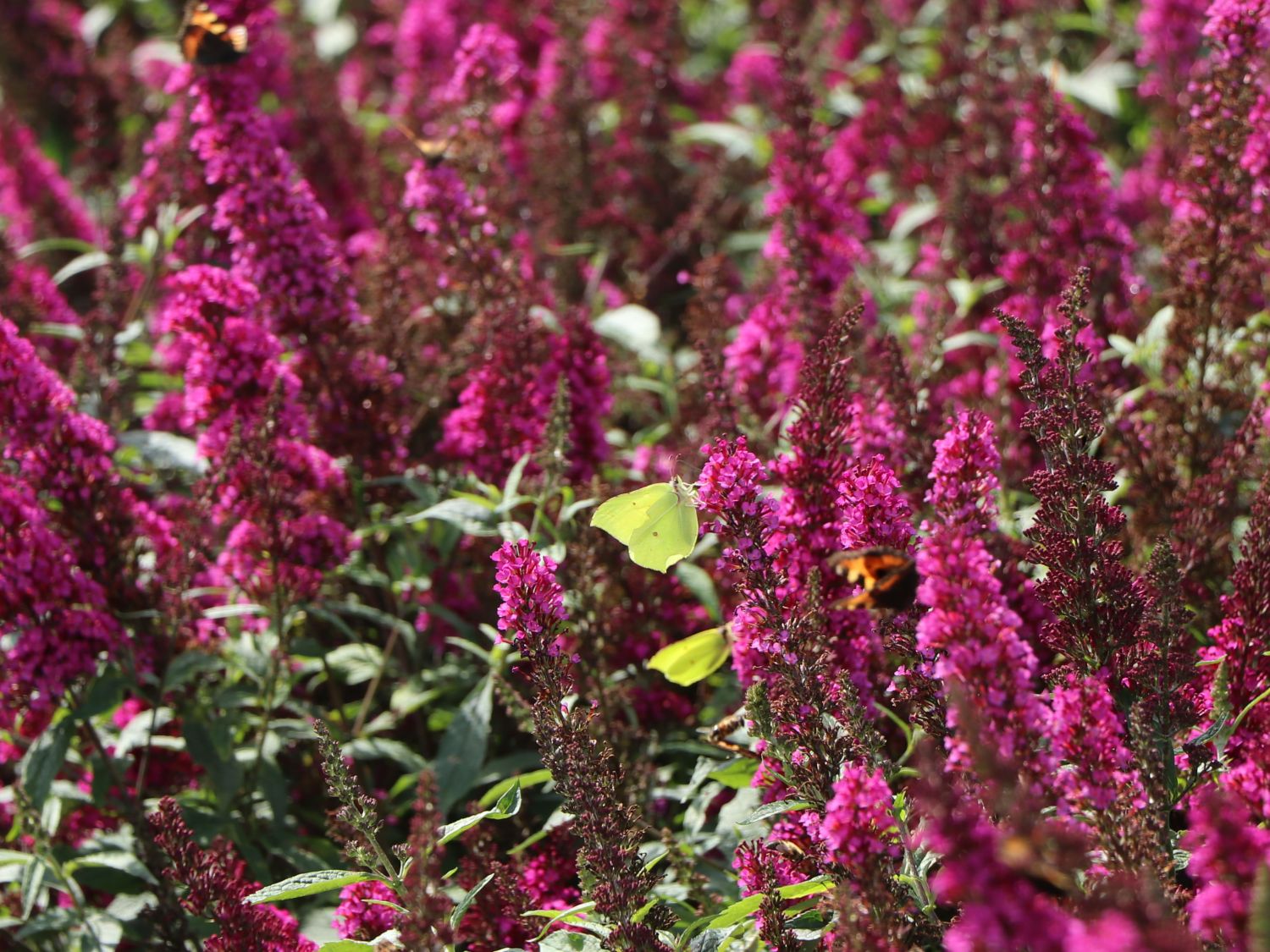 Zwerg-Sommerflieder / Schmetterlingsstrauch 'BUZZ ® Hot Raspberry ...