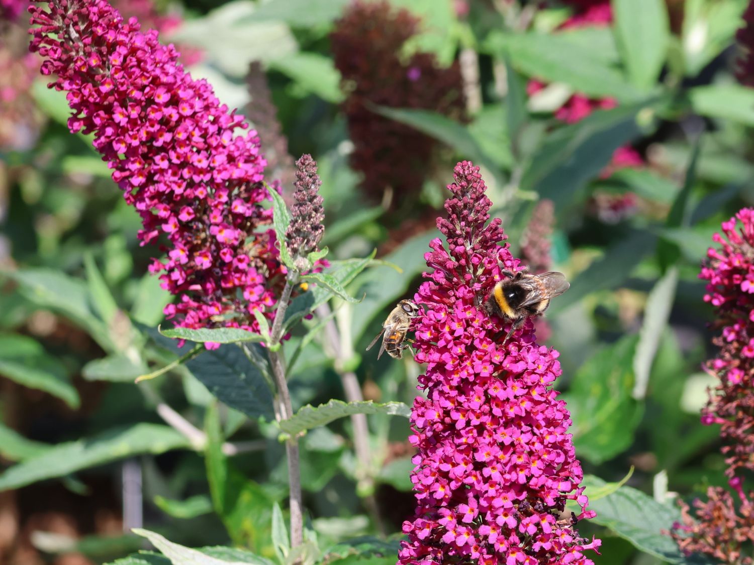 Zwerg-Sommerflieder / Schmetterlingsstrauch 'BUZZ ® Hot Raspberry ...