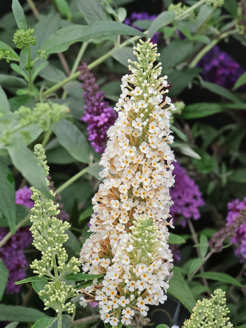 Zwerg-Sommerflieder / Schmetterlingsstrauch 'BUZZ ® Ivory' - Buddleja ...