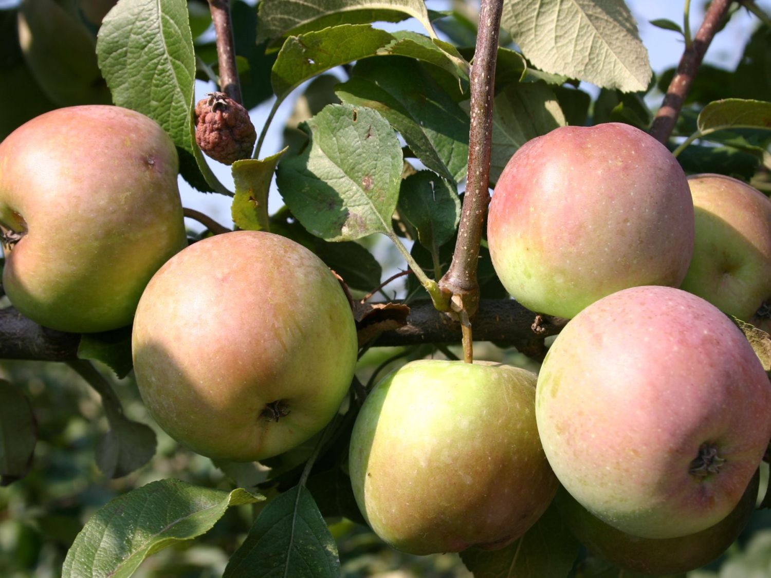 Ministämmchen Apfel 'Fuji' - Malus 'Fuji' - Baumschule Horstmann