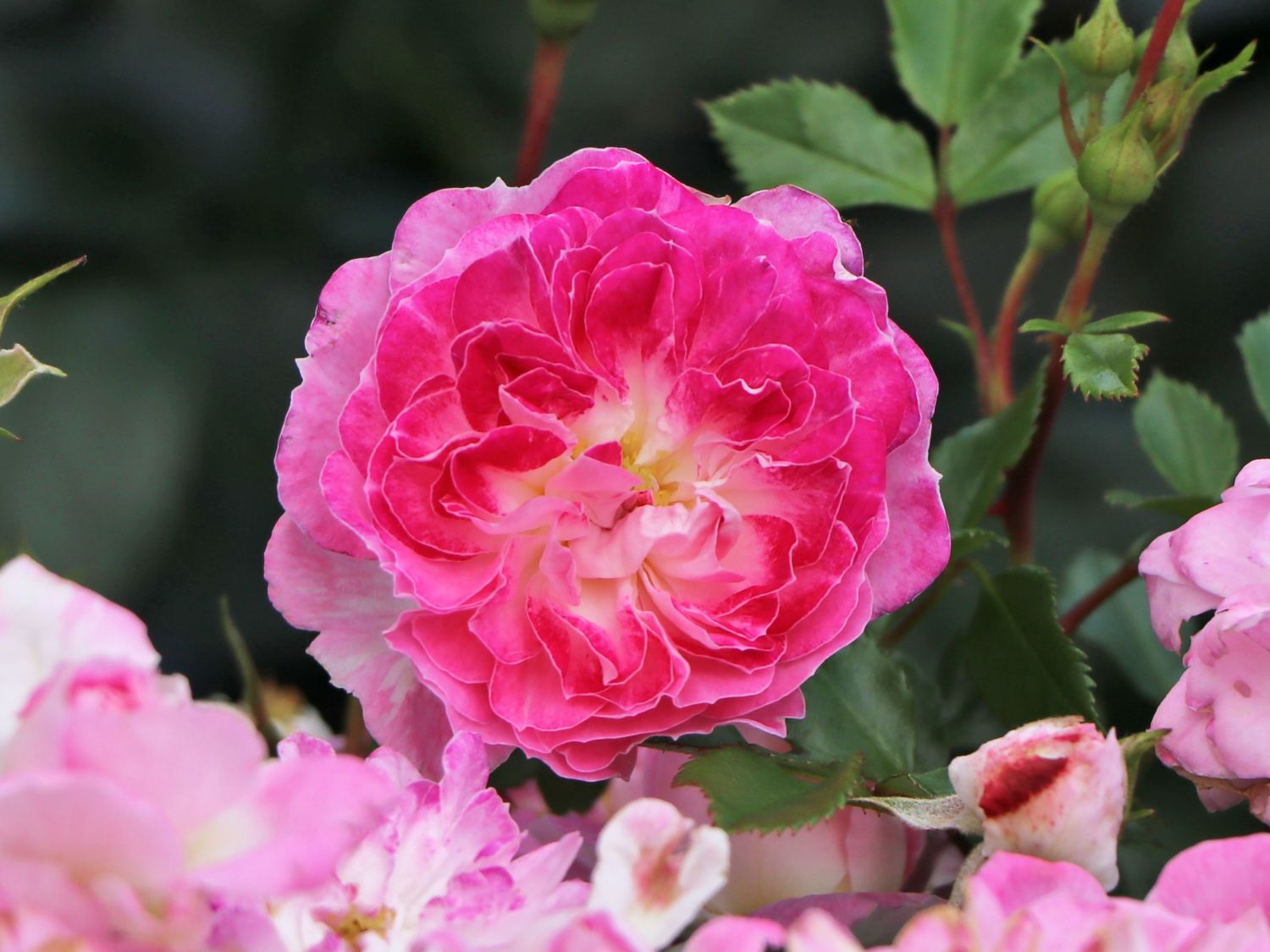 Zwergrose 'Pinocchio' ® - Finde Deine neue Rose + Online Ratgeber