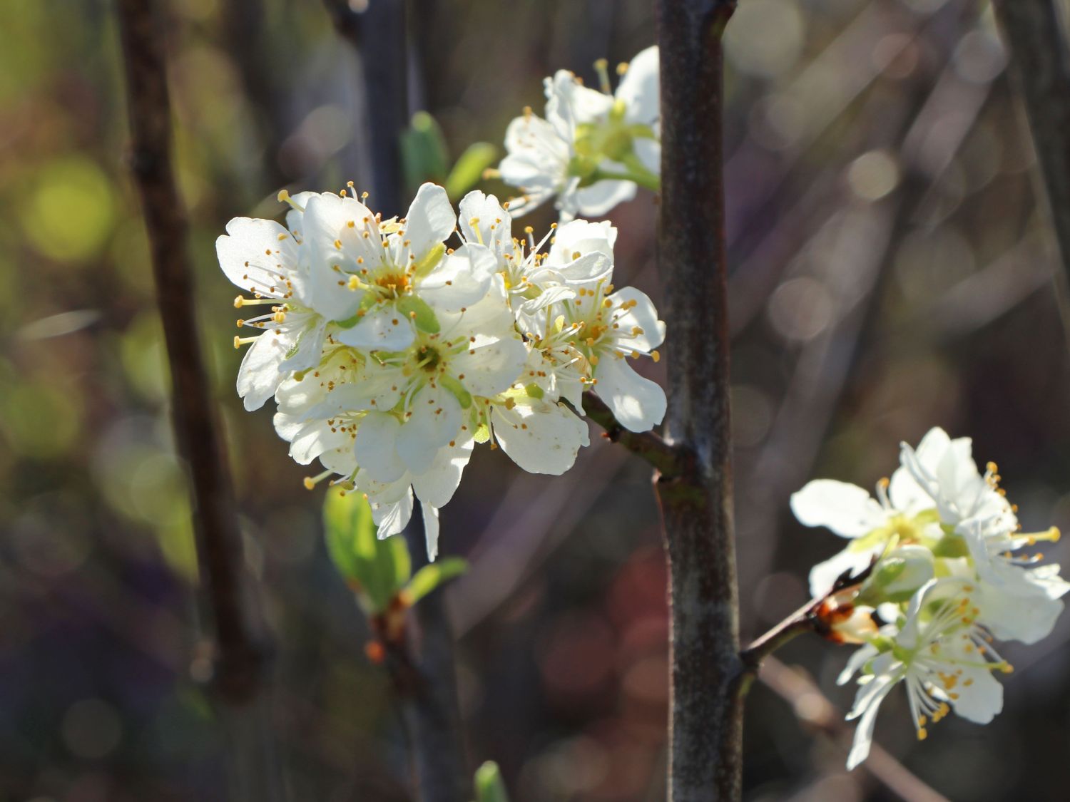 Zwetschge 'Schönberger Zwetschge' / 'Große Hauszwetschge' - Prunus ...
