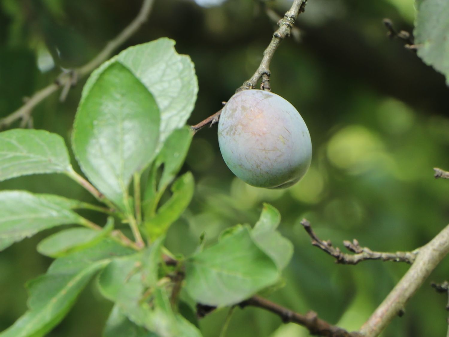 Zwetschge 'Schönberger Zwetschge' / 'Große Hauszwetschge' - Prunus ...