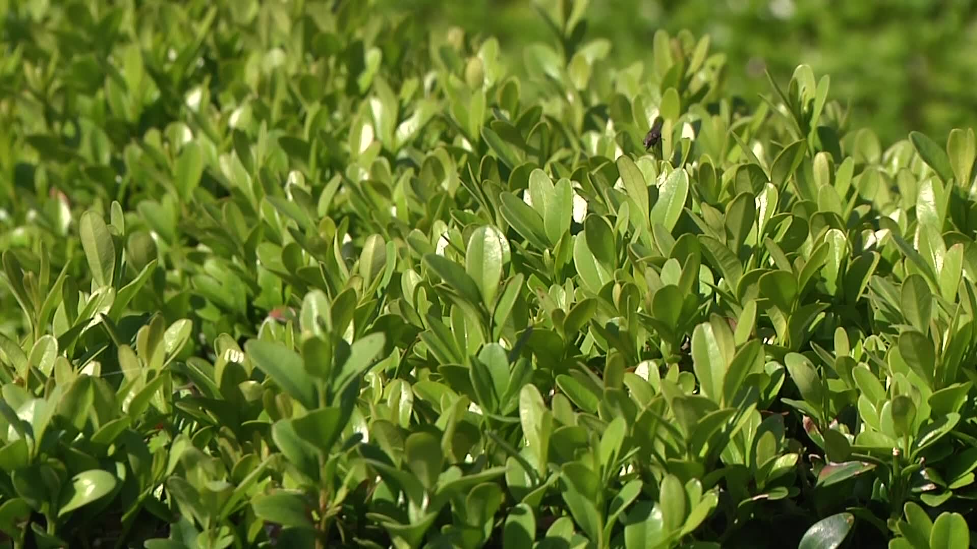 Buchsbaum - Buxus sempervirens - Baumschule Horstmann