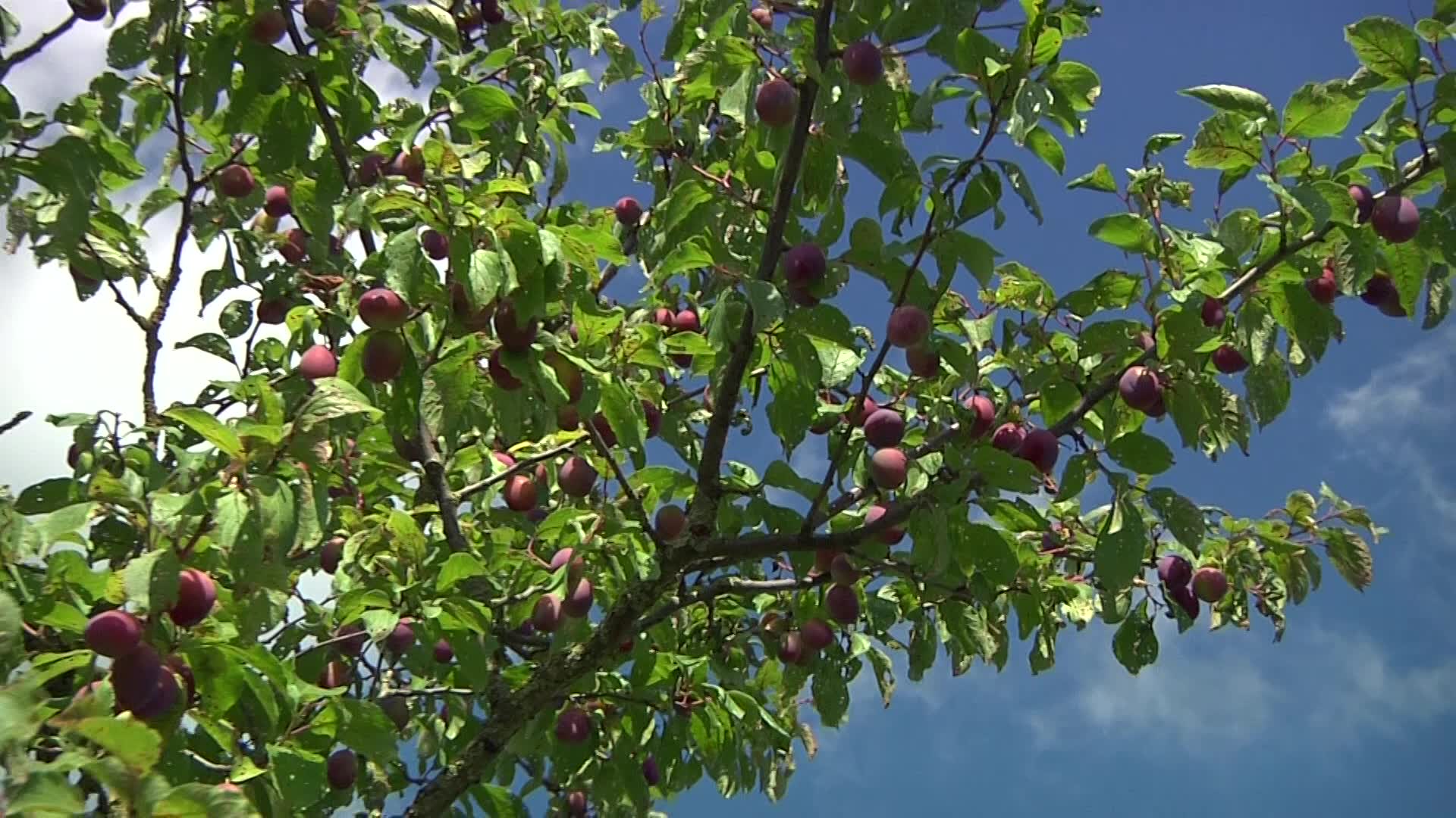 Zwetsche 'Hauszwetsche' - Prunus 'Hauszwetsche' - Baumschule Horstmann